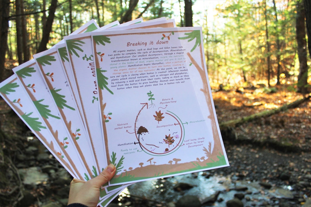 Decomposition Cycle - Homeschool Printable - Etsy