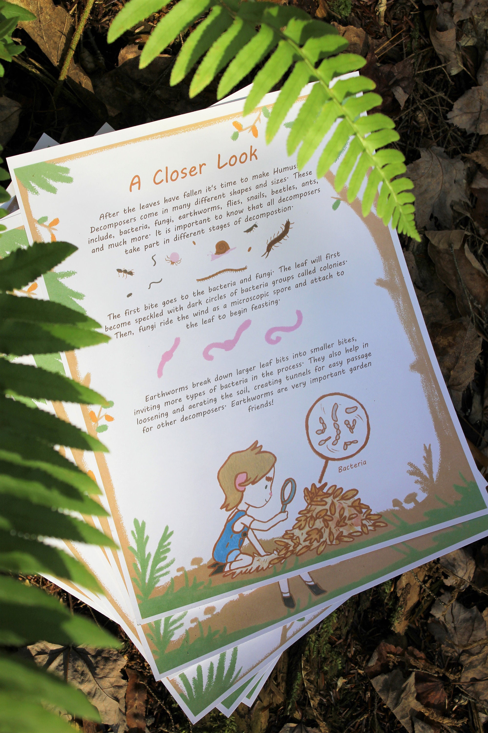 Decomposition Cycle - Homeschool Printable - Etsy