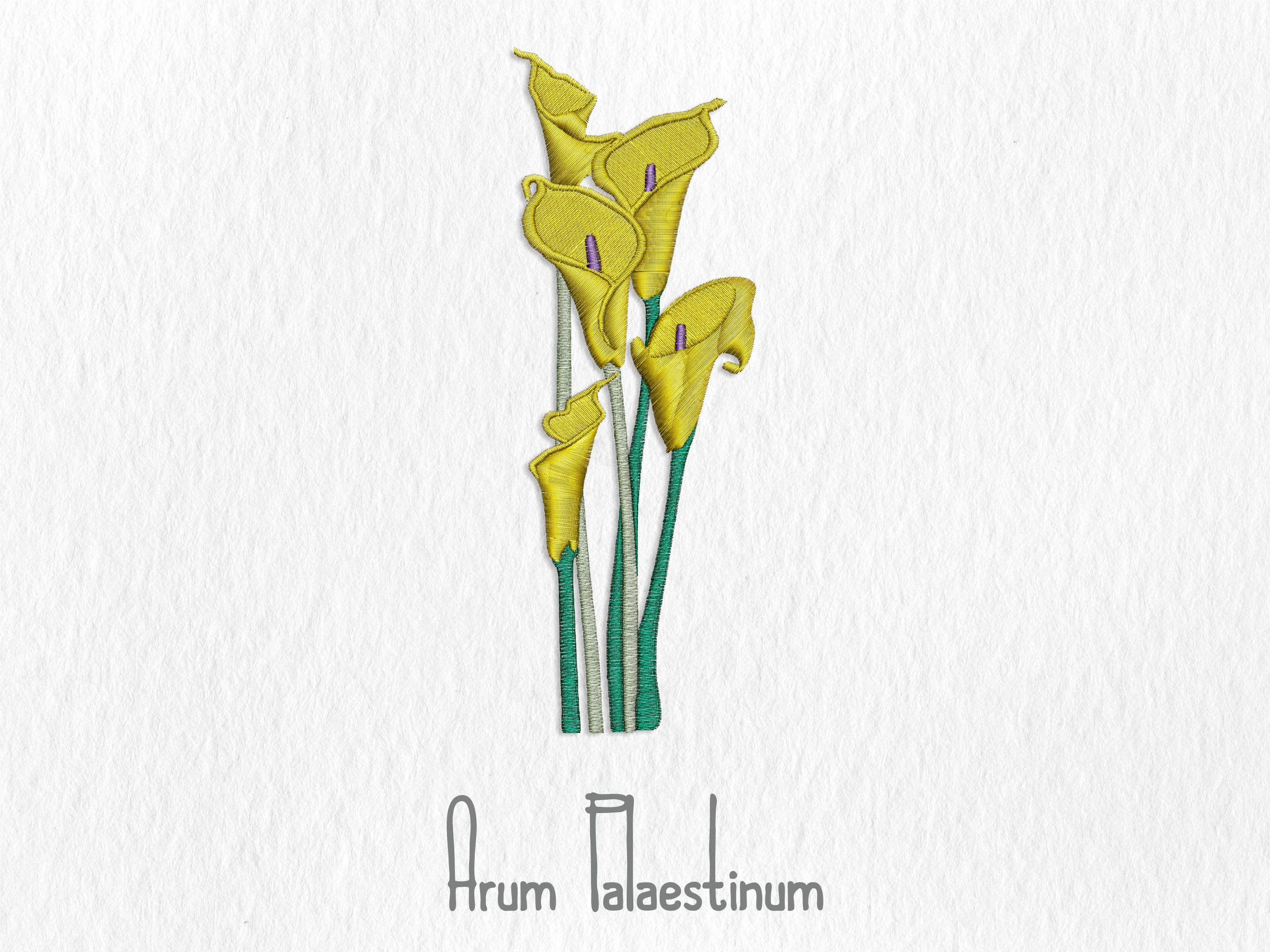Golden Calla Lily - Zantedeschia Elliottiana - Digital Embroidery File ...