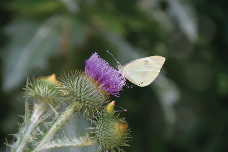 THORN Butterfly Grasshopper Photography /0670/ 8 JPG - Etsy