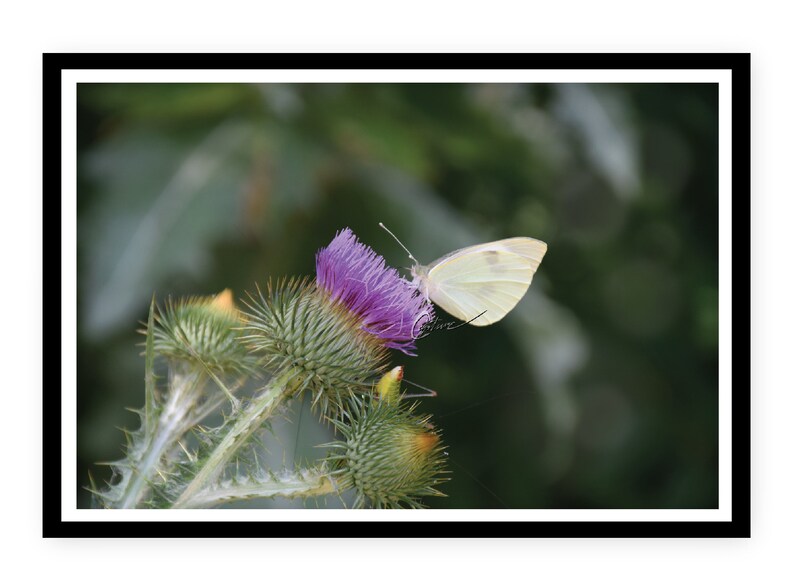 THORN Butterfly Grasshopper Photography /0670/ 8 JPG - Etsy