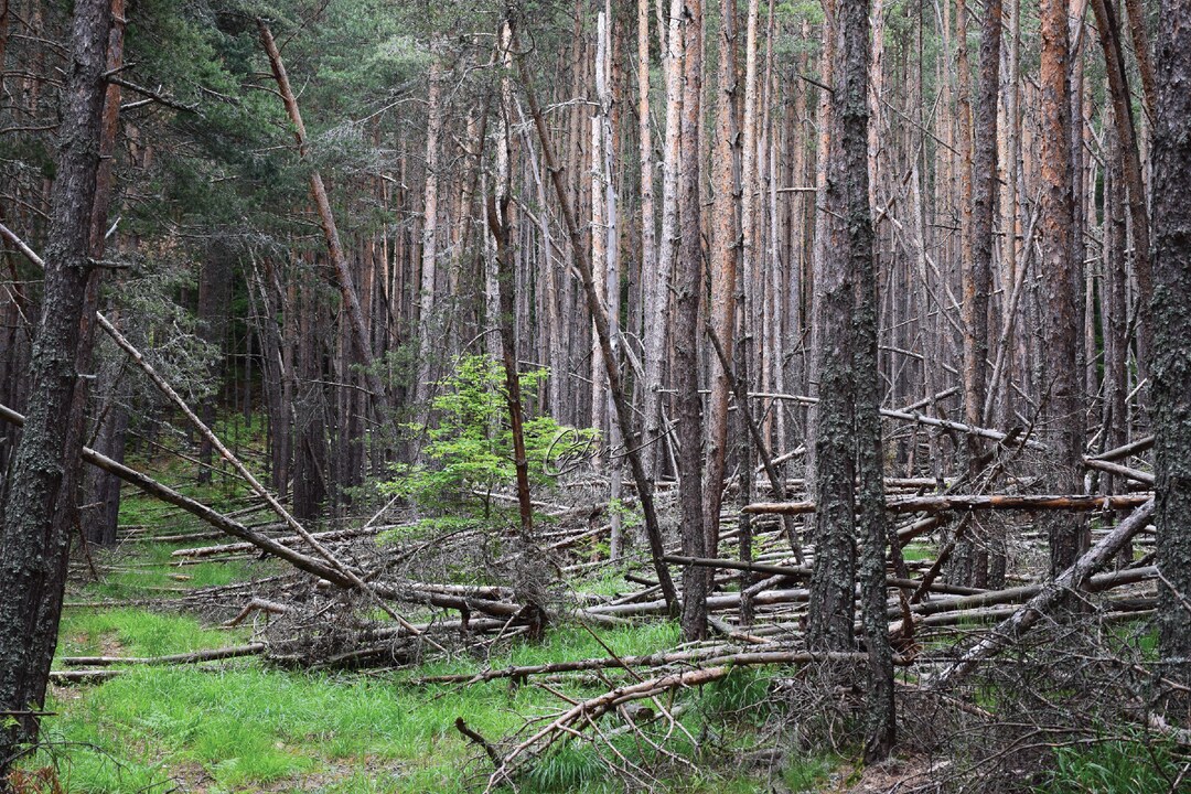 WOOD After a Storm Photography /065/ 8 JPG Instant Download - Etsy