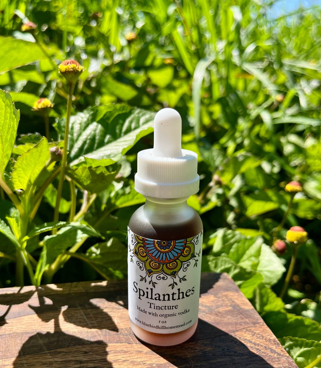 Spilanthes Tincture - Etsy