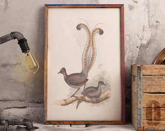 Australian Native Bird Print Australian Parrot Poster Red | Etsy