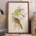 Australian Native Bird Print | Australian Parrot Poster | Red Winged ...