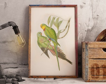 Australian Native Bird Print Australian Parrot Poster Red | Etsy