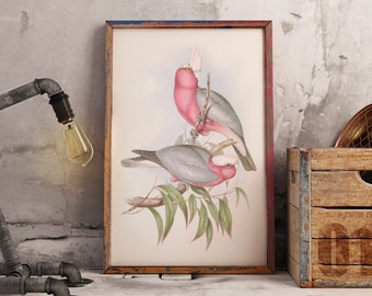 Australian Native Bird Print Australian Parrot Poster Red | Etsy