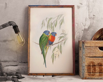 Australian Native Bird Print Australian Parrot Poster | Etsy