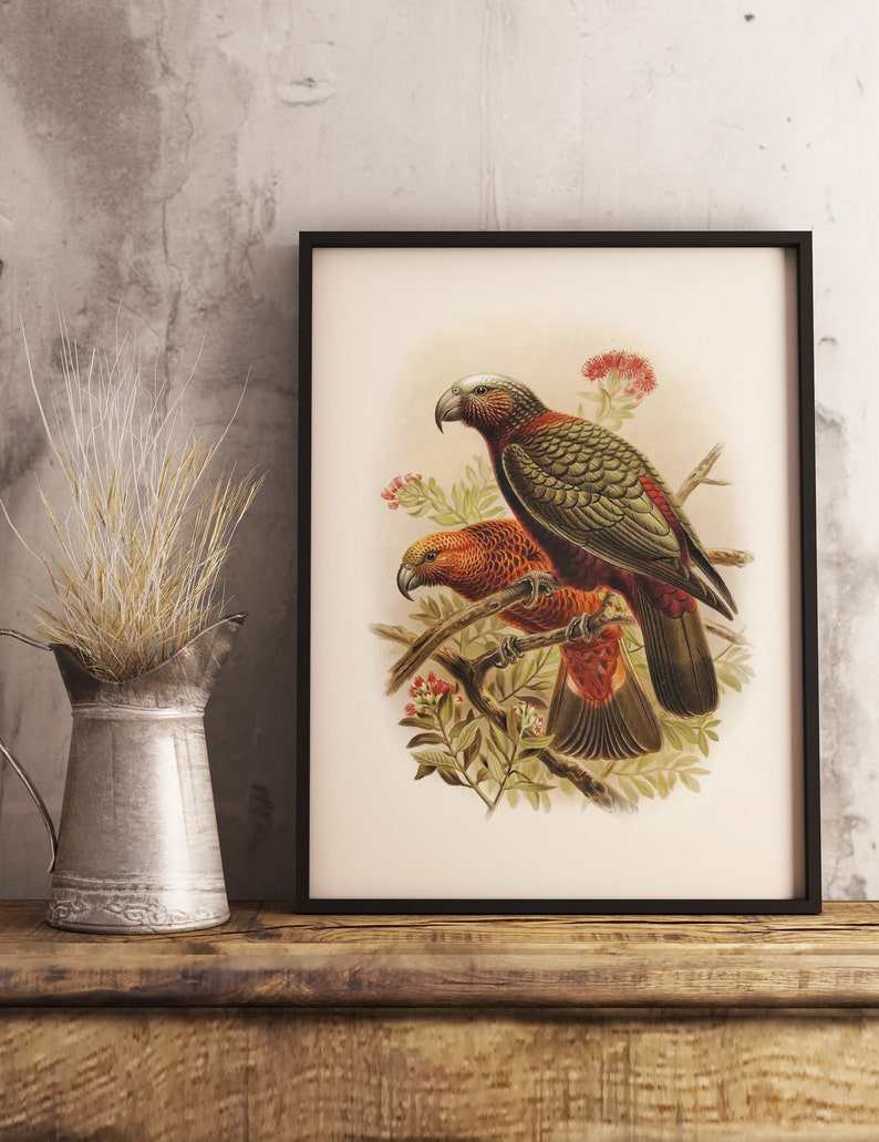 New Zealand Kaka Print | NZ Native Bird | Buller's Birds of New Zealand ...