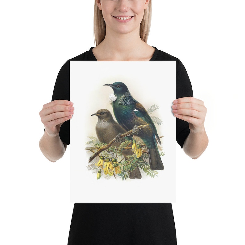 New Zealand Tui Print | NZ Native Bird | Buller's Birds of New Zealand ...