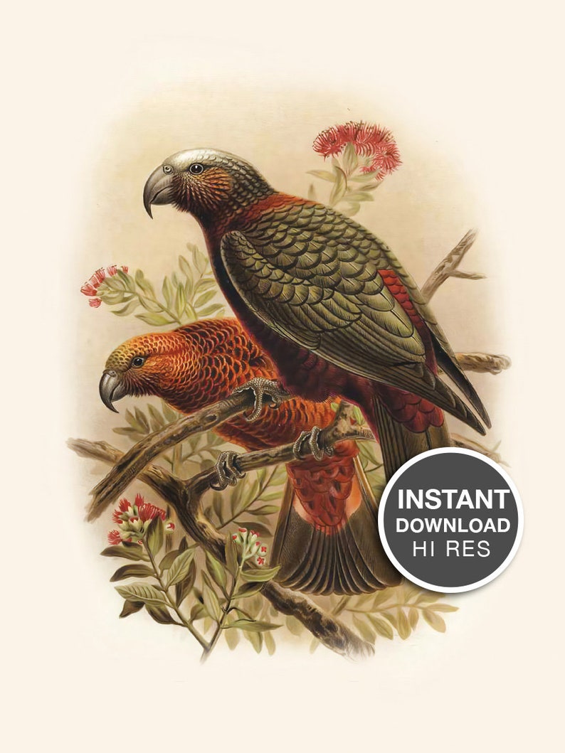 New Zealand Kaka | Jg-keulemans | Native Birds | Vintage | Watercolour ...