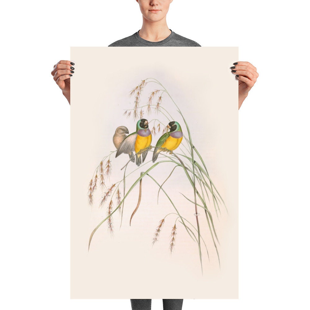 Australian Native bird print Australian finch poster | Etsy