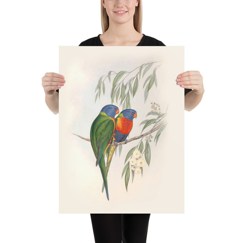 Australian Native Bird Print | Australian Parrot Poster | Rainbow ...