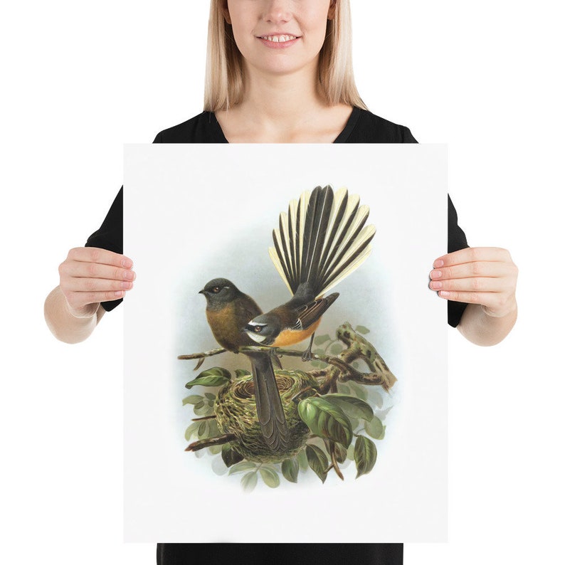 New Zealand Fantail Art Print | Native New Zealand Bird Print | Buller ...
