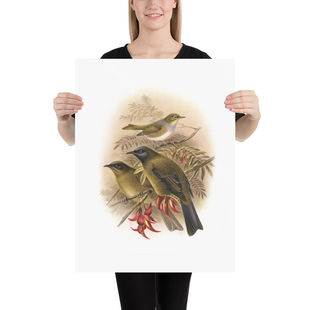 New Zealand Silver Eye and Bellbird Print | NZ Native Bird | Buller's ...