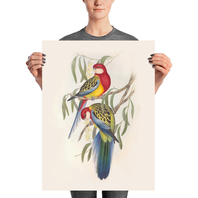 Australian Native Bird Print | Australian Parrot Poster | Australian ...