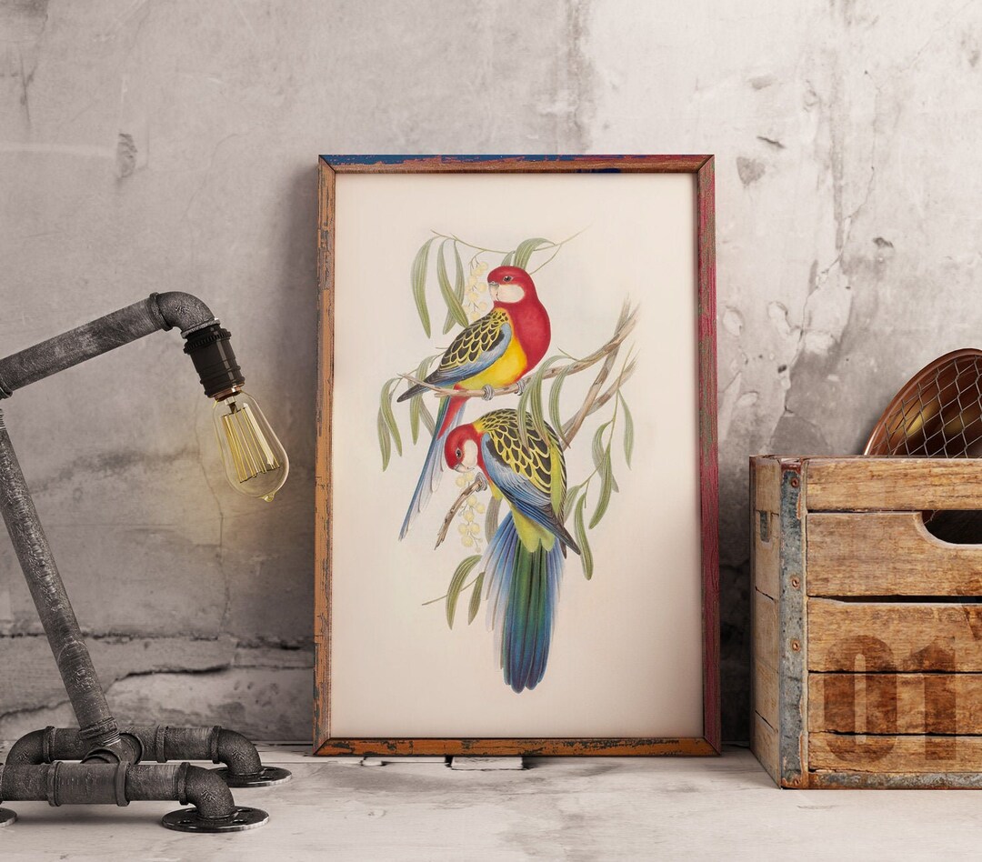 Australian Native Bird Print | Australian Parrot Poster | Australian ...