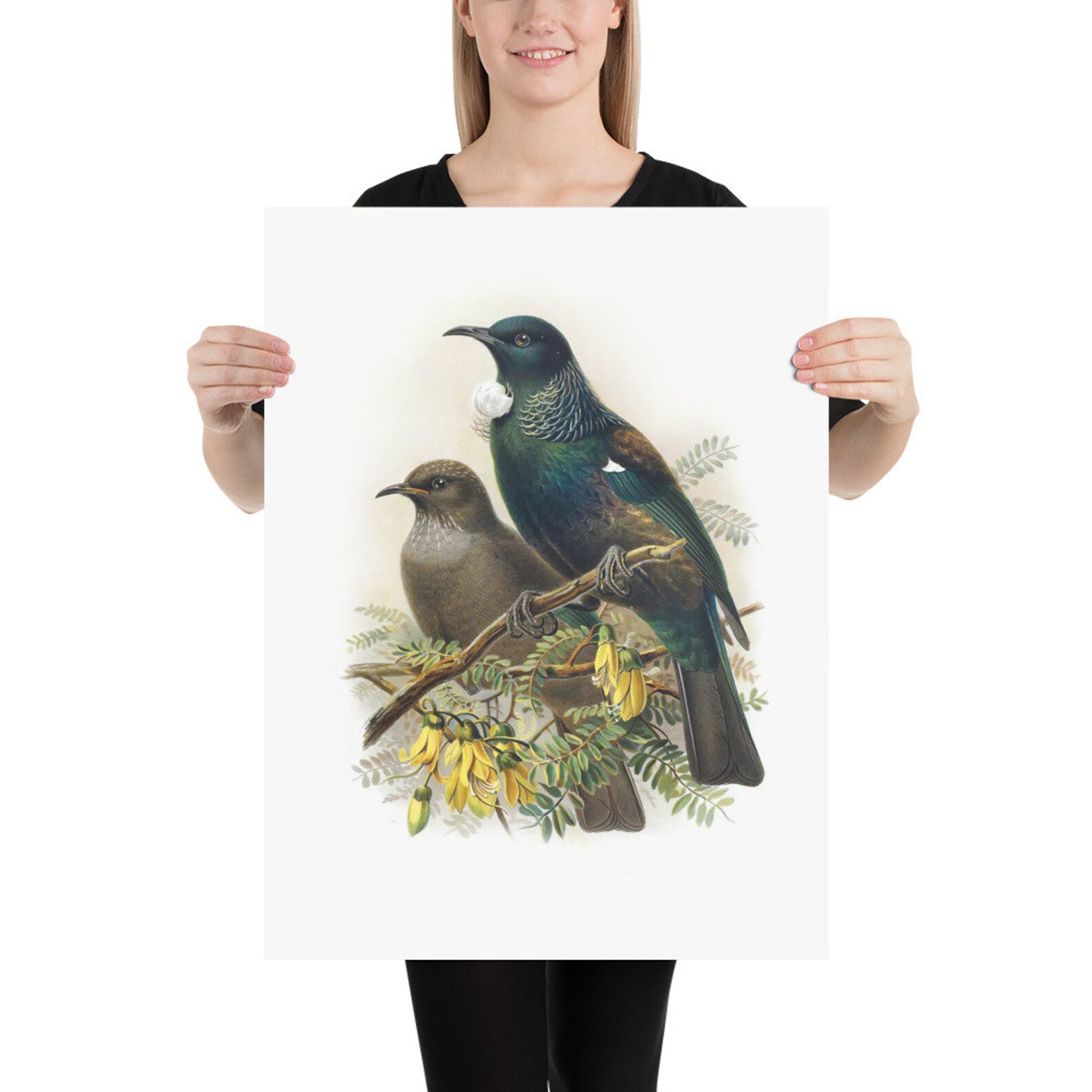 New Zealand Tui Print | NZ Native Bird | Buller's Birds of New Zealand ...