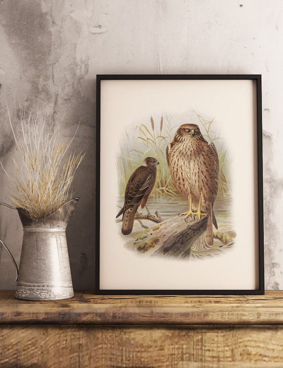 New Zealand Harrier Hawk Print NZ Native Bird Buller Birds - Etsy