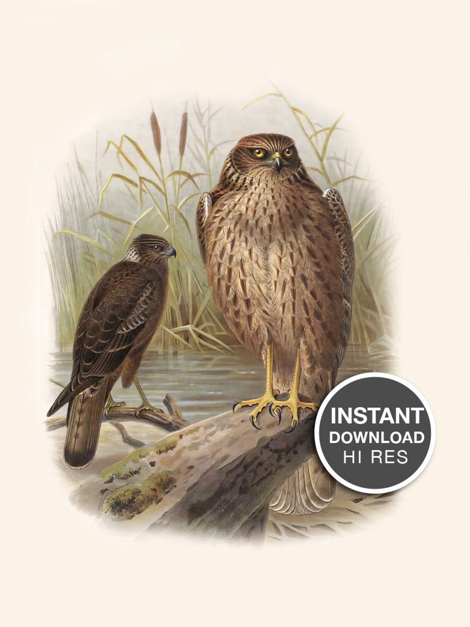 New Zealand Harrier Hawk | New Zealand Birds | Native Birds | Vintage ...