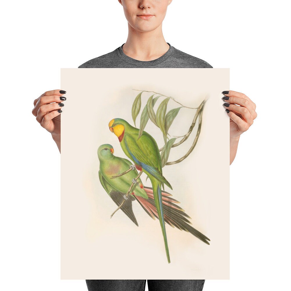 Australian Native Bird Print | Australian Parrot Poster | Australian ...