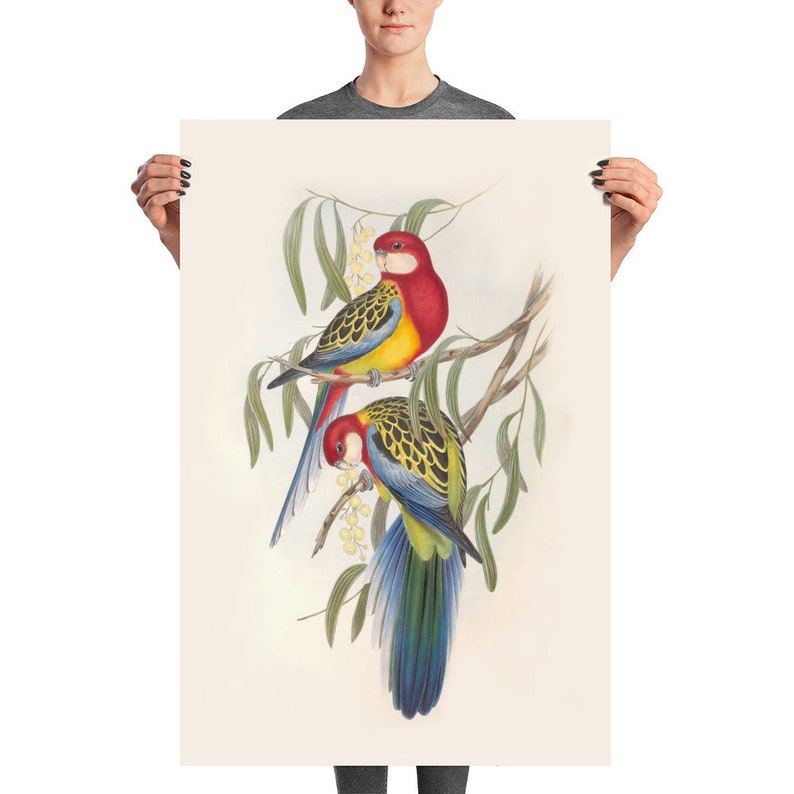 Australian Native Bird Print | Australian Parrot Poster | Australian ...