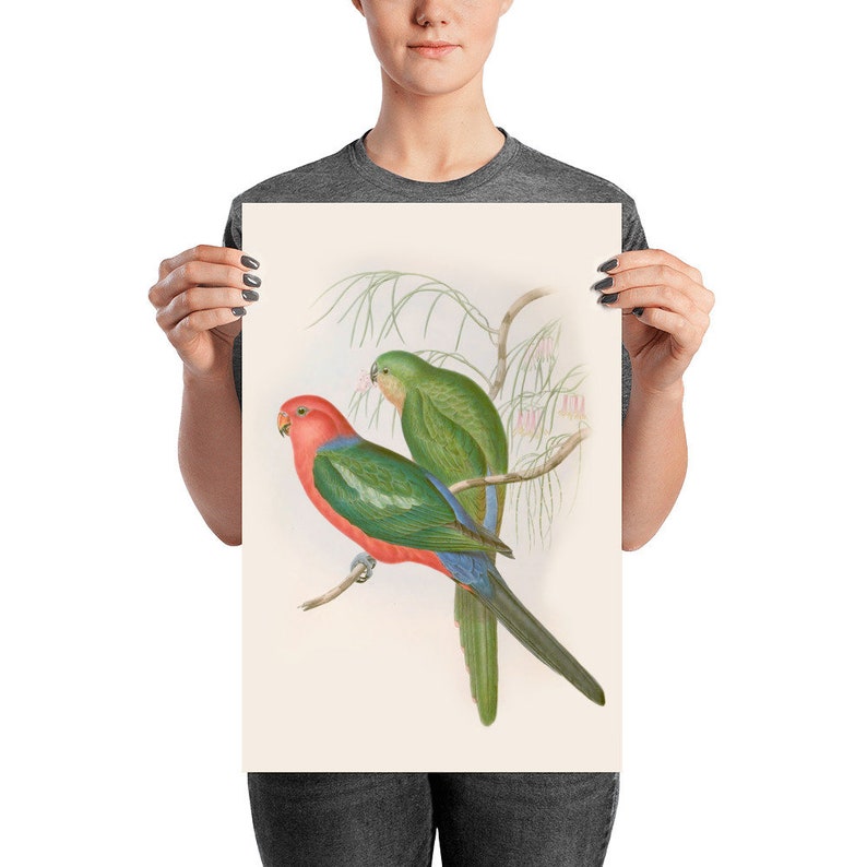Australian Native Bird Print Australian Parrot Poster | Etsy