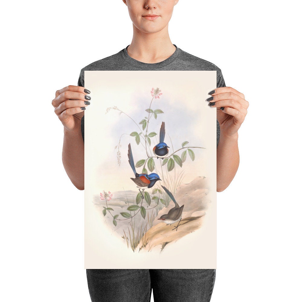 Australian Native Bird Print | Australian Wren Poster | Blue Breasted ...
