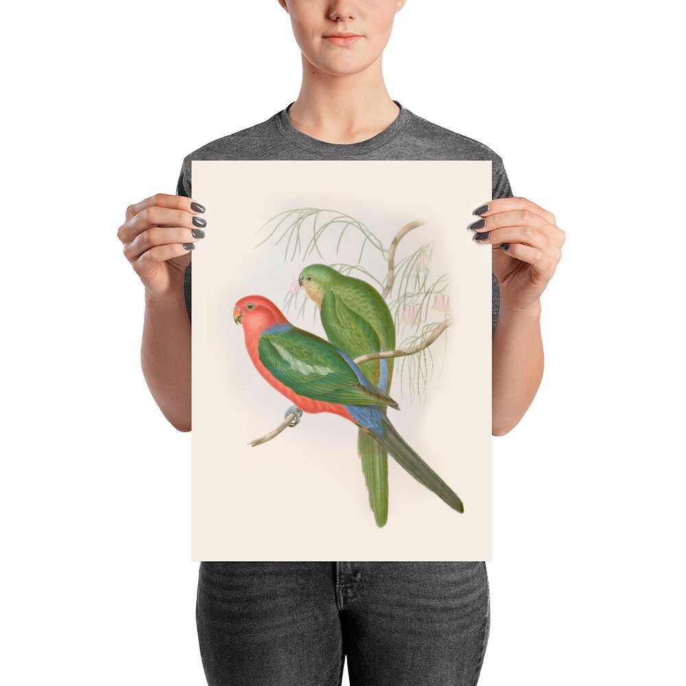 Australian Native Bird Print Australian Parrot Poster Australian King ...