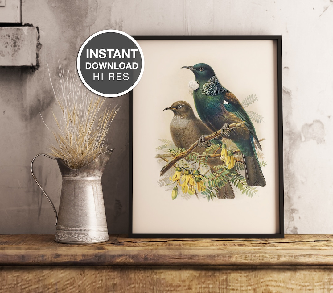 New Zealand Tui | Jg-keulemans | New Zealand Bird Art | Vintage ...