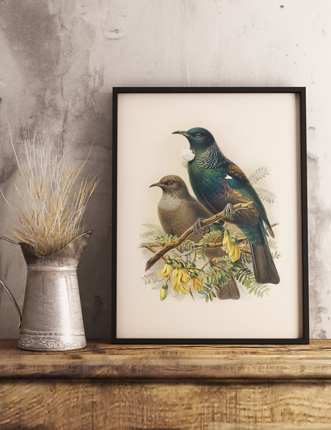 New Zealand Tui Print | NZ Native Bird | Buller's Birds of New Zealand ...