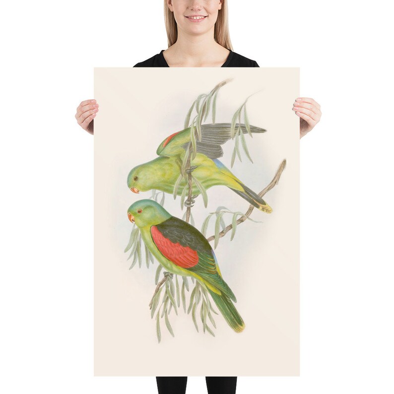 Australian Native Bird Print | Australian Parrot Poster | Red Winged ...