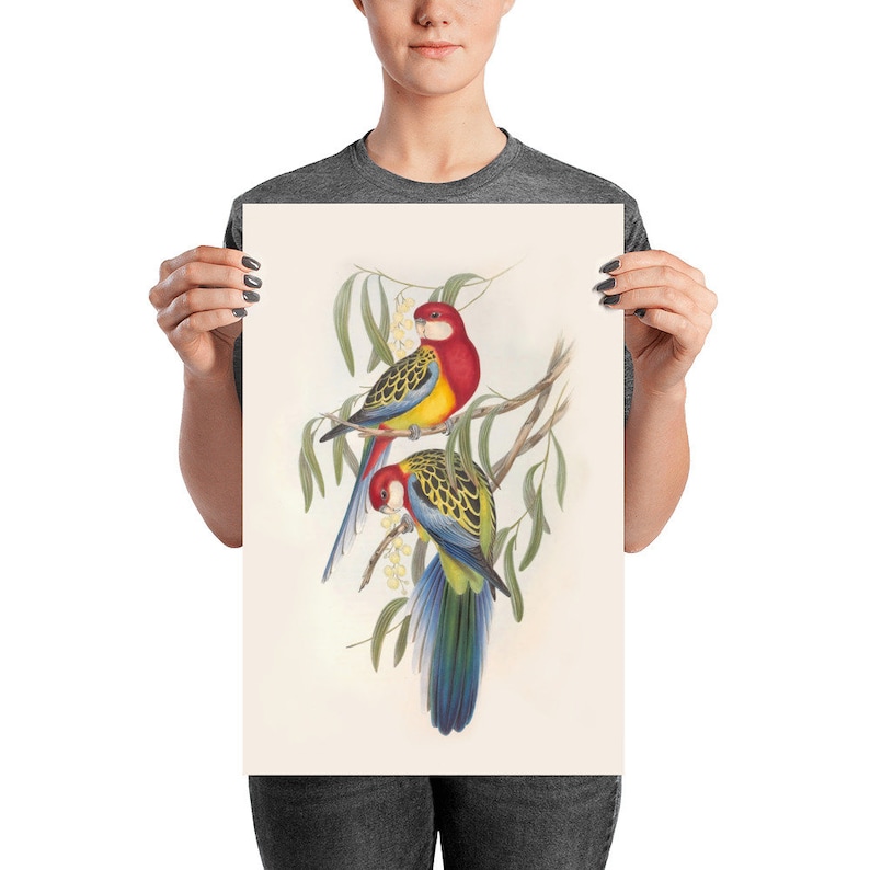 Australian Native Bird Print | Australian Parrot Poster | Australian ...