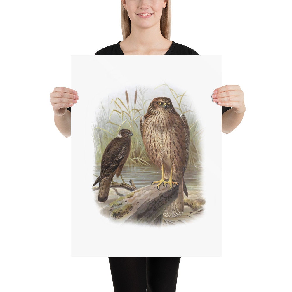 New Zealand Harrier Hawk Print NZ Native Bird Buller Birds of New ...