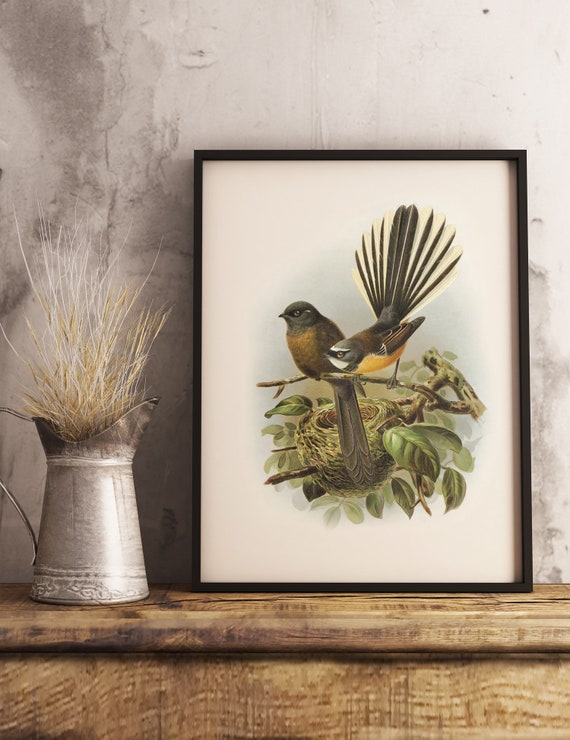 New Zealand Fantail Art Print Native New Zealand Bird Print - Etsy New ...