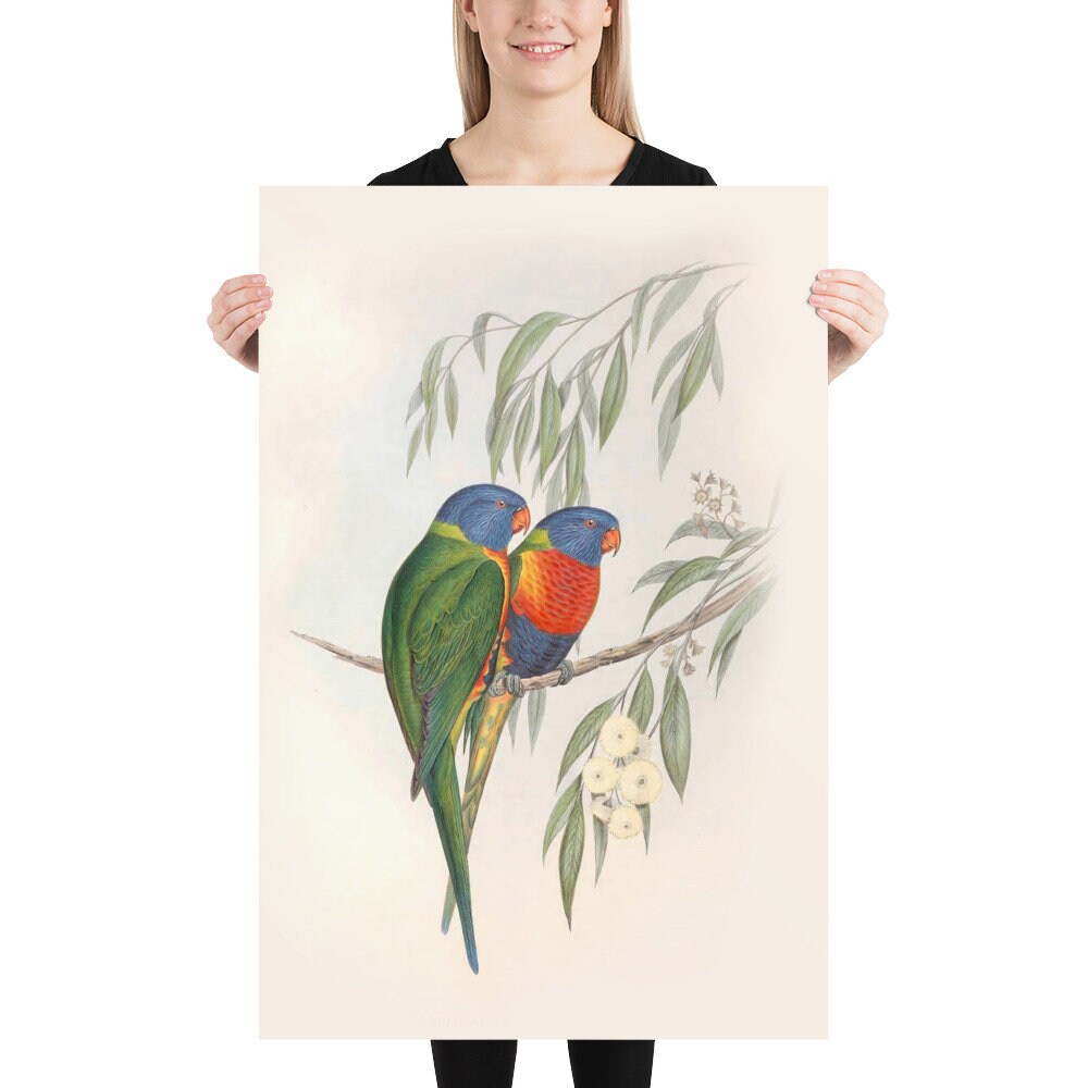 Australian Native Bird Print | Australian Parrot Poster | Rainbow ...