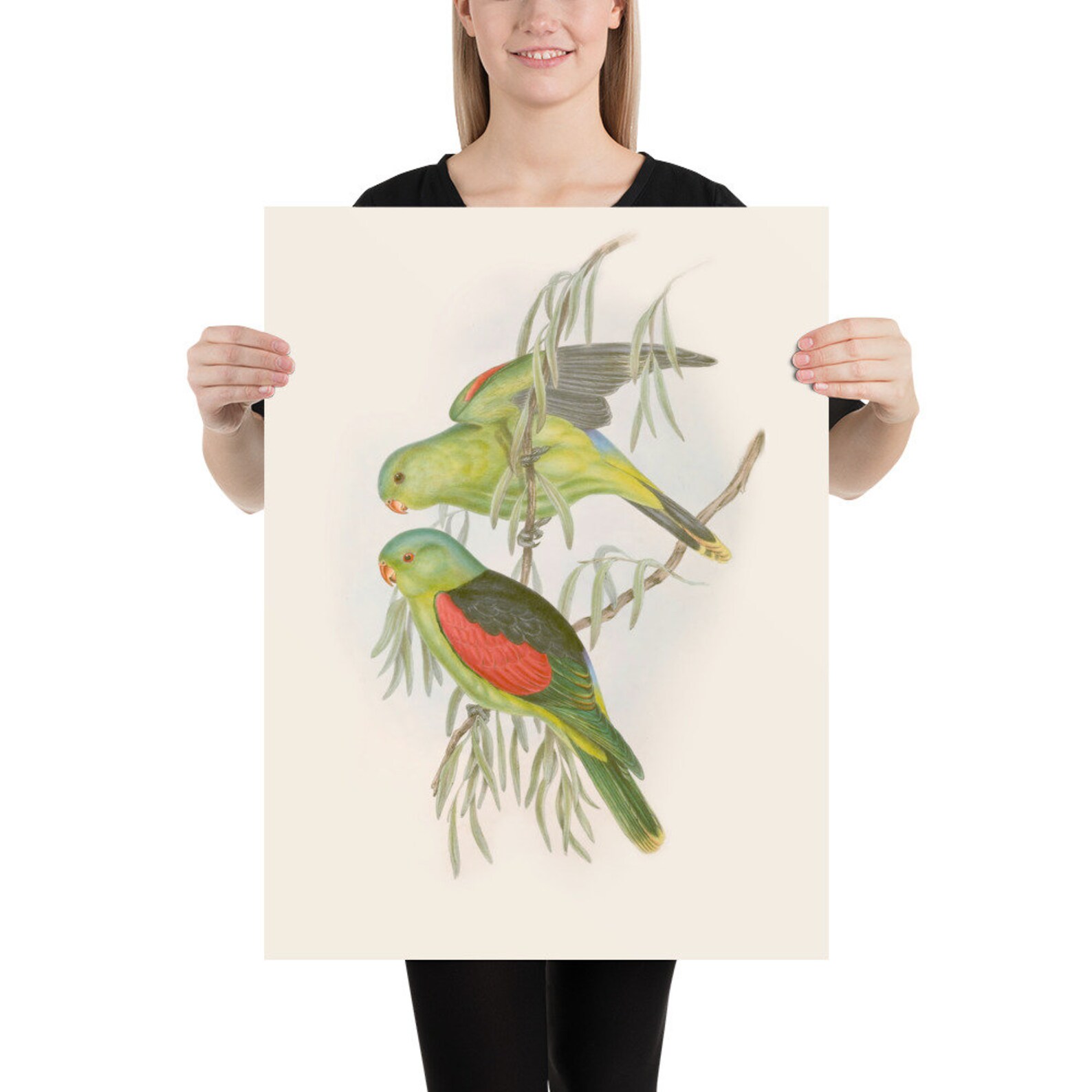 Australian Native Bird Print Australian Parrot Poster Red Winged Parrot ...