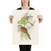 Australian Native Bird Print Australian Parrot Poster Red - Etsy