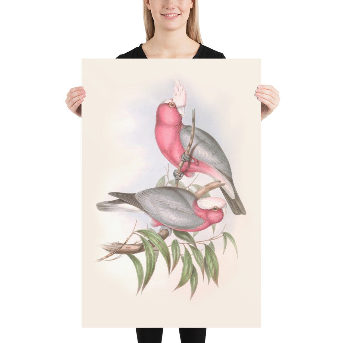 Australian Native Bird Print Australian Parrot Poster Rose Breasted ...