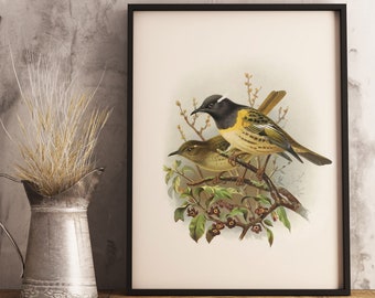 New Zealand Tui Print NZ Native Bird Buller's Birds of | Etsy