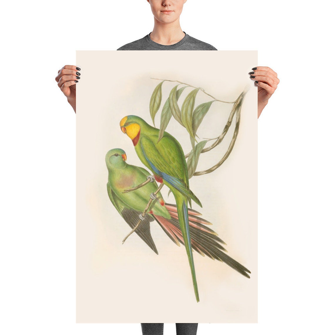 Australian Native Bird Print | Australian Parrot Poster | Australian ...