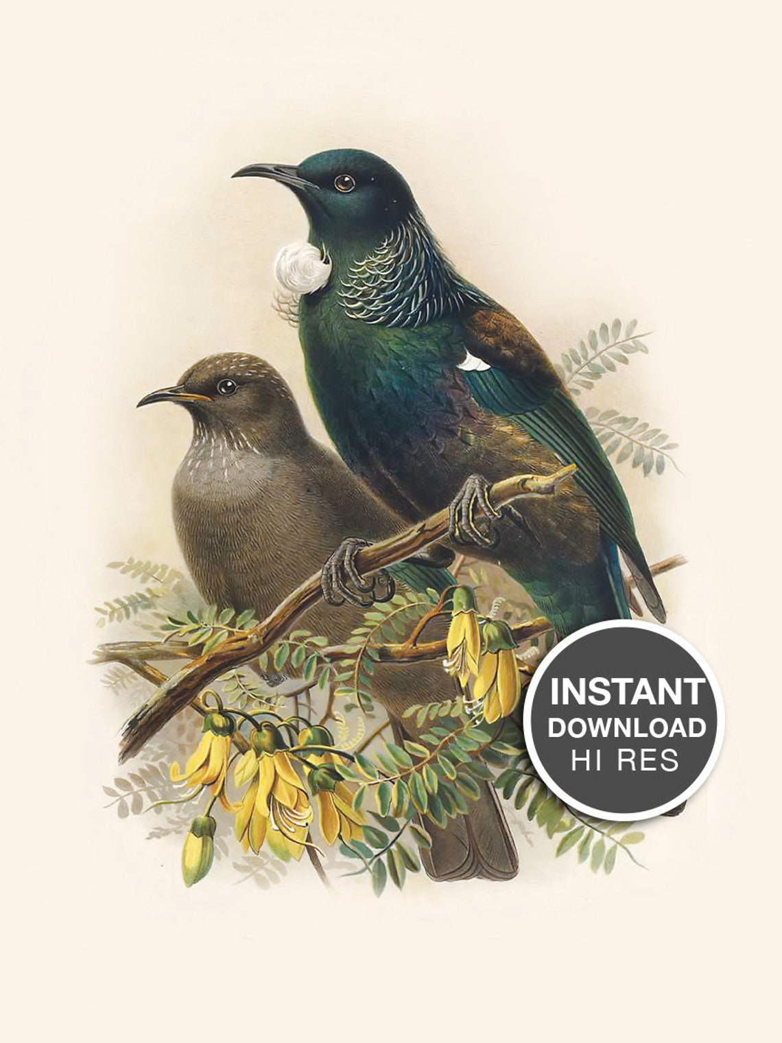 New Zealand Tui | Jg-keulemans | New Zealand Bird Art | Vintage ...