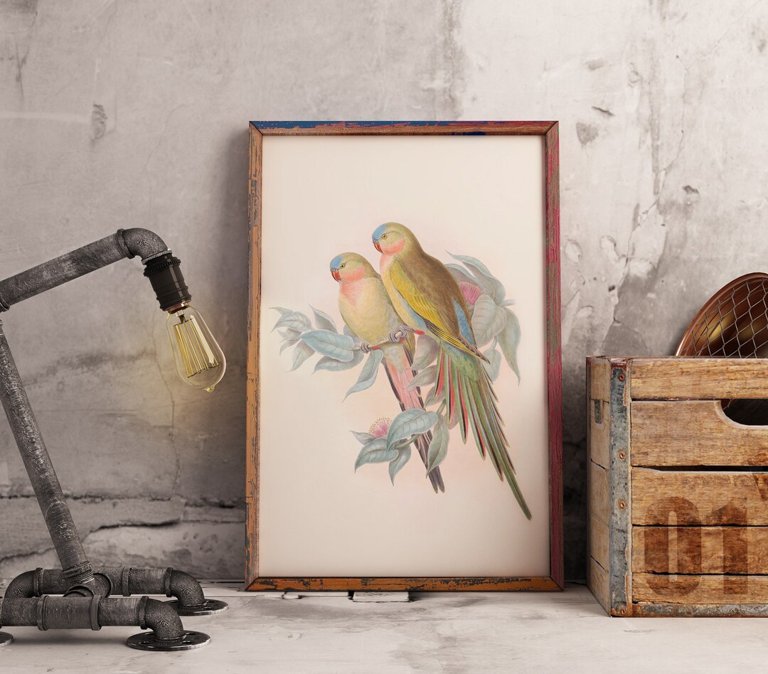 Australian Native Bird Print Australian Parrot Poster Australian ...