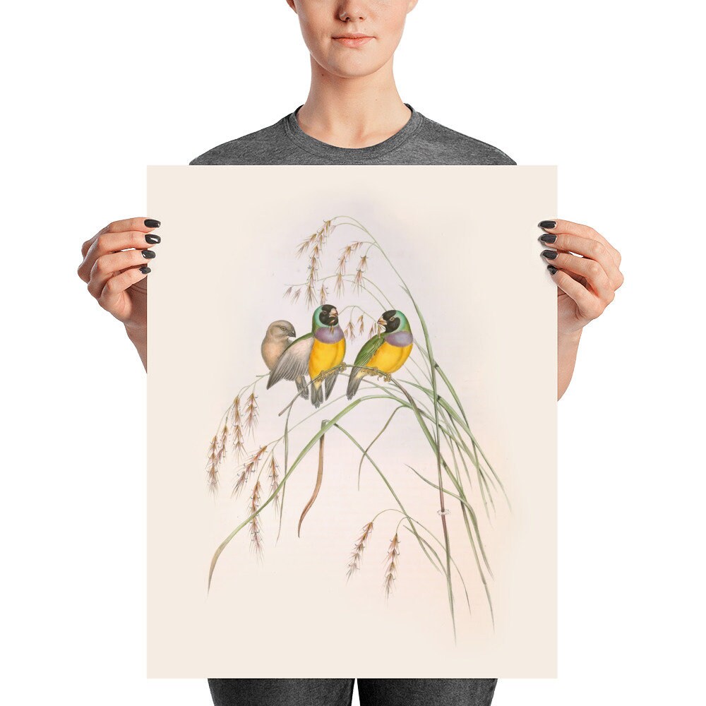 Australian Native bird print Australian finch poster | Etsy