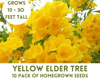 Yellow Elder Seeds | Etsy