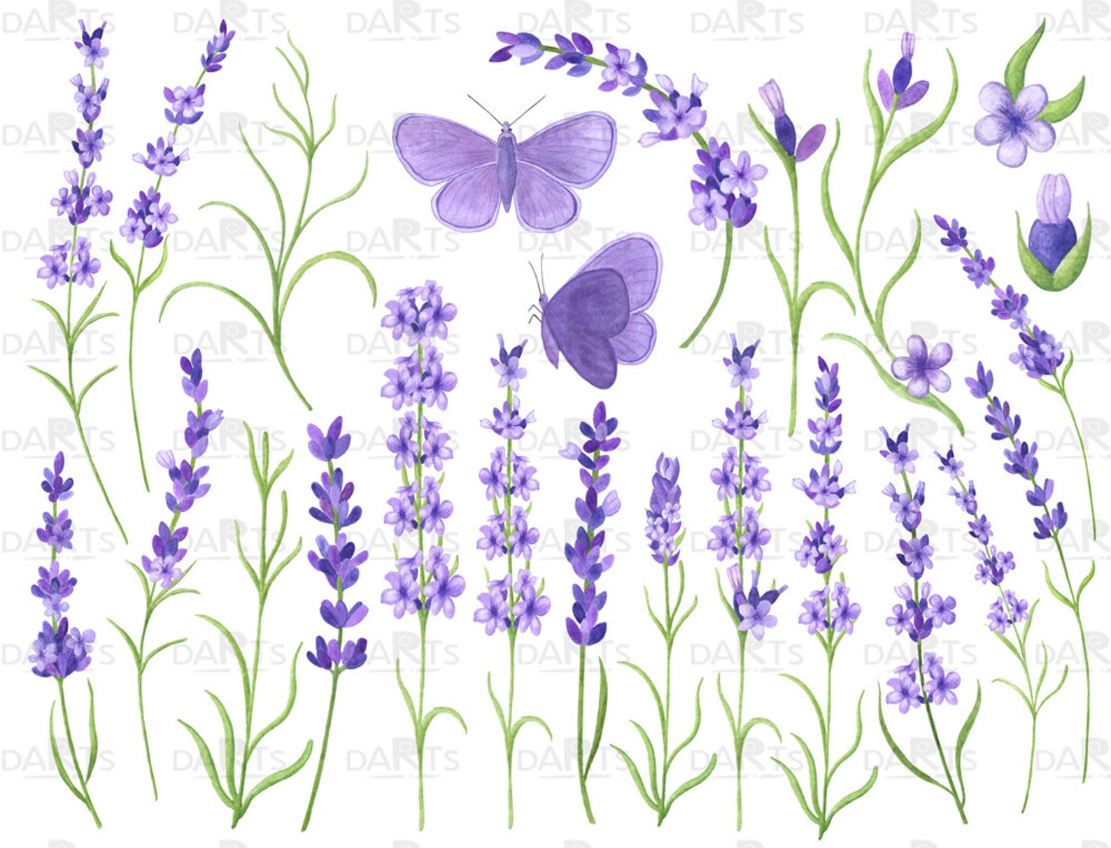 Watercolor Lavender Clipart, Purple Flowers PNG for Invitations ...
