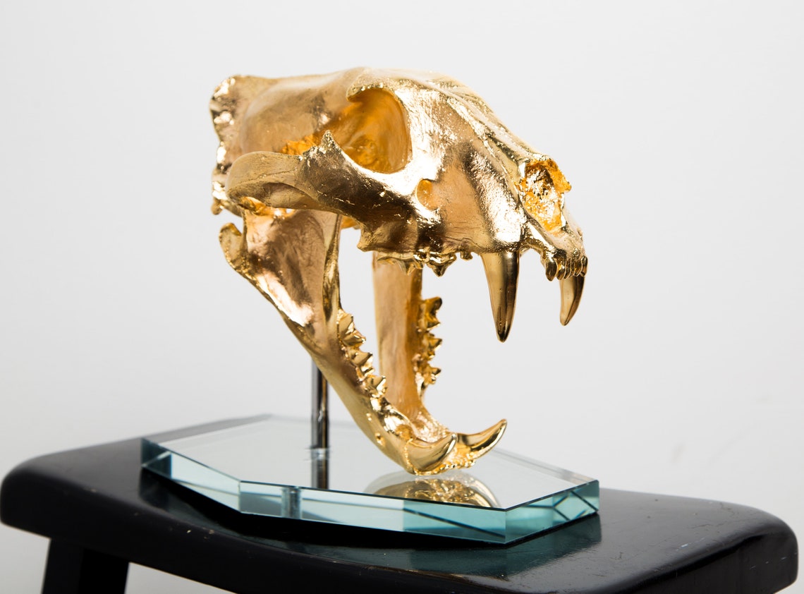 Gold-plated Solid Bronze Cast Lion Skull - Etsy