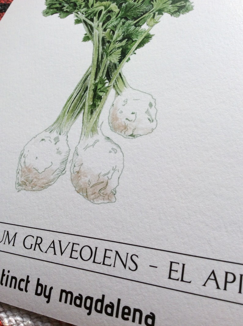 Celery Art Print Celery drawing Giclee Print Green | Etsy