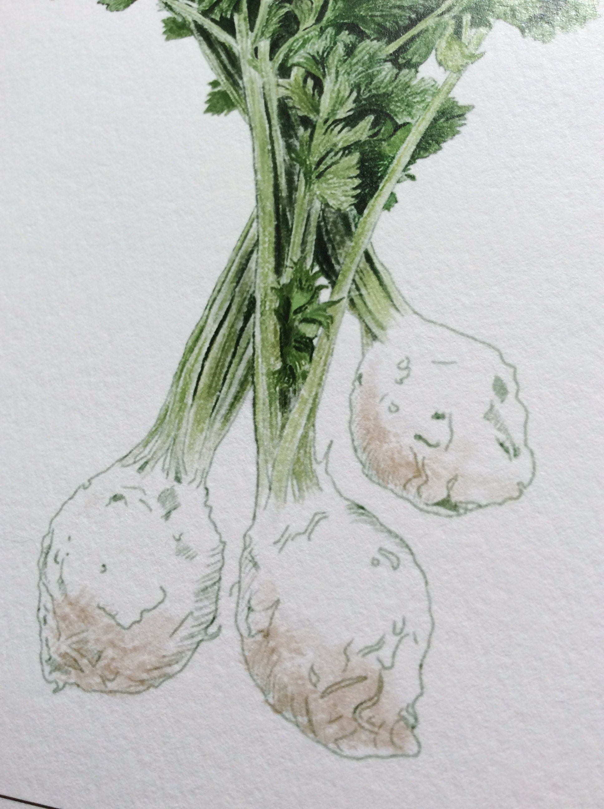 Celery Art Print Celery Drawing Giclee Print Green Vegetable Art Print ...