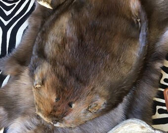 Beaver pelts | Etsy